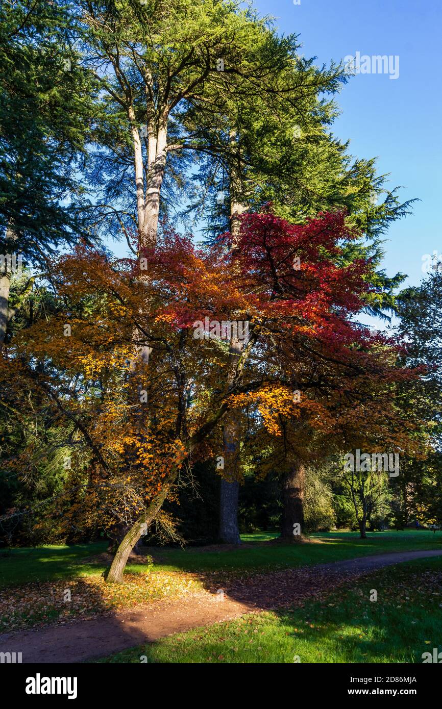 Beautiful, colorful Maple leaves and trees in the English countryside ...