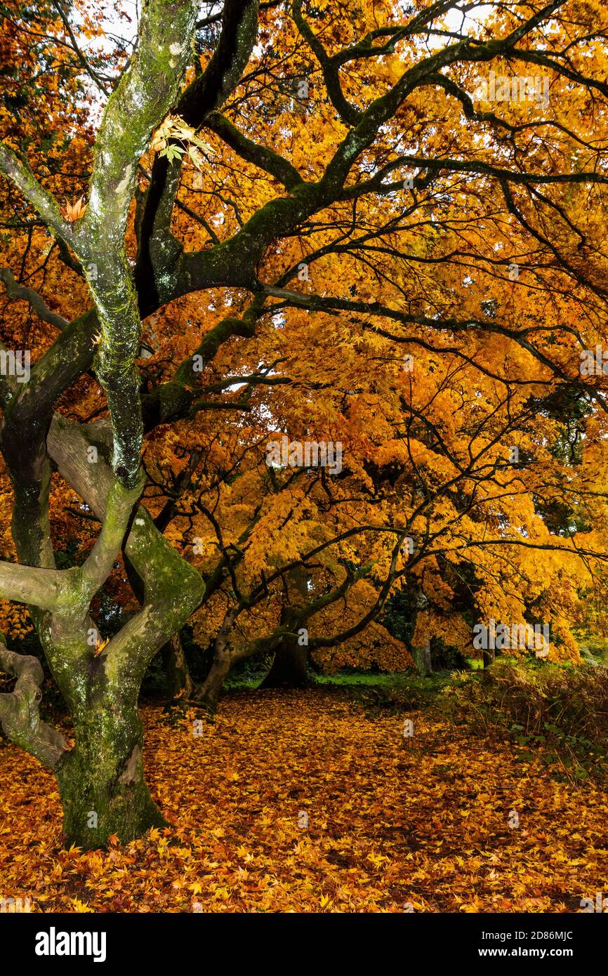 English maple hi-res stock photography and images - Alamy