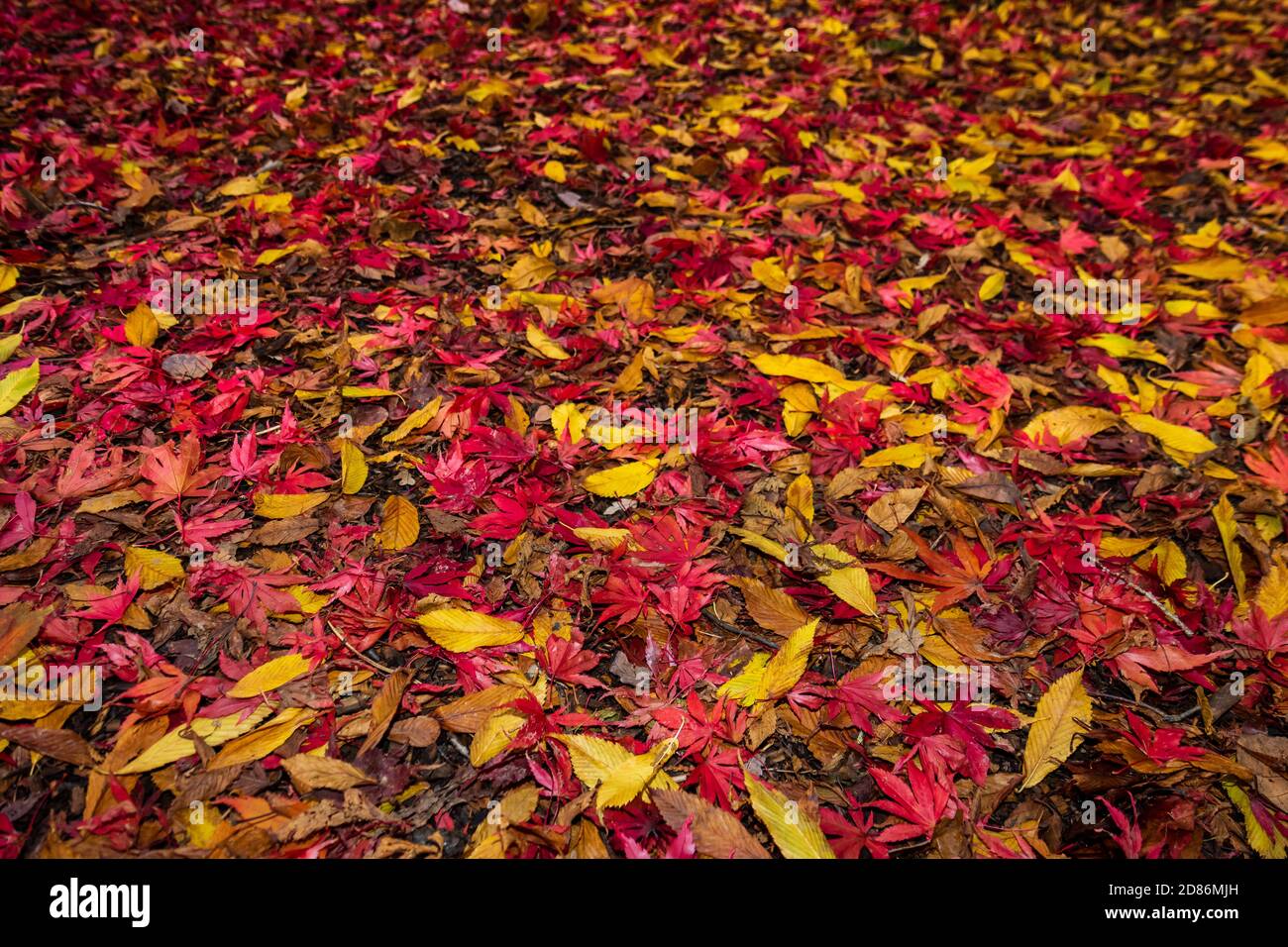 Piles of colorful autumn / fall leaves on the ground in a forest Stock ...
