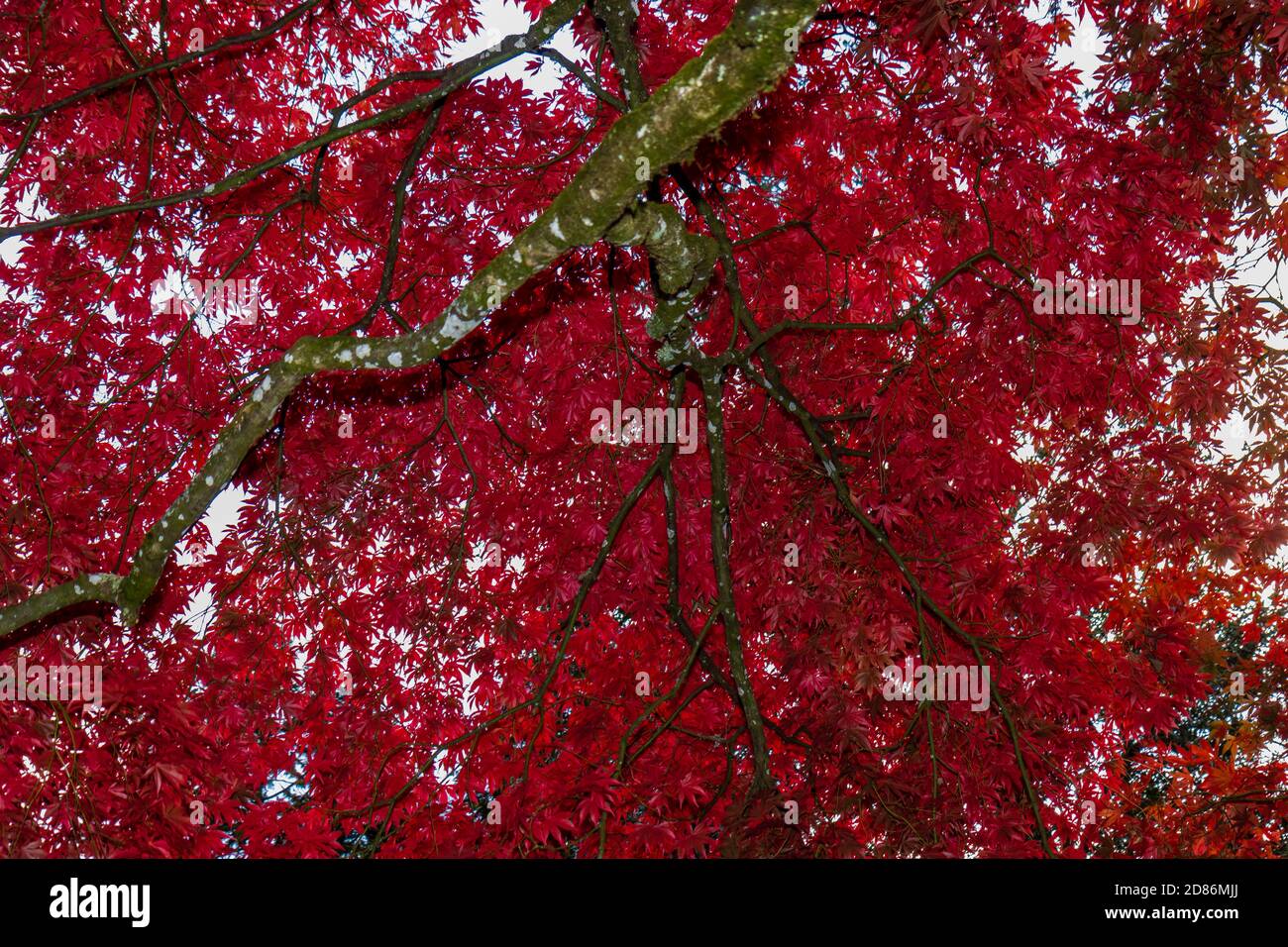 Beautiful red colored Japanese Acer leaves on a tree Stock Photo - Alamy