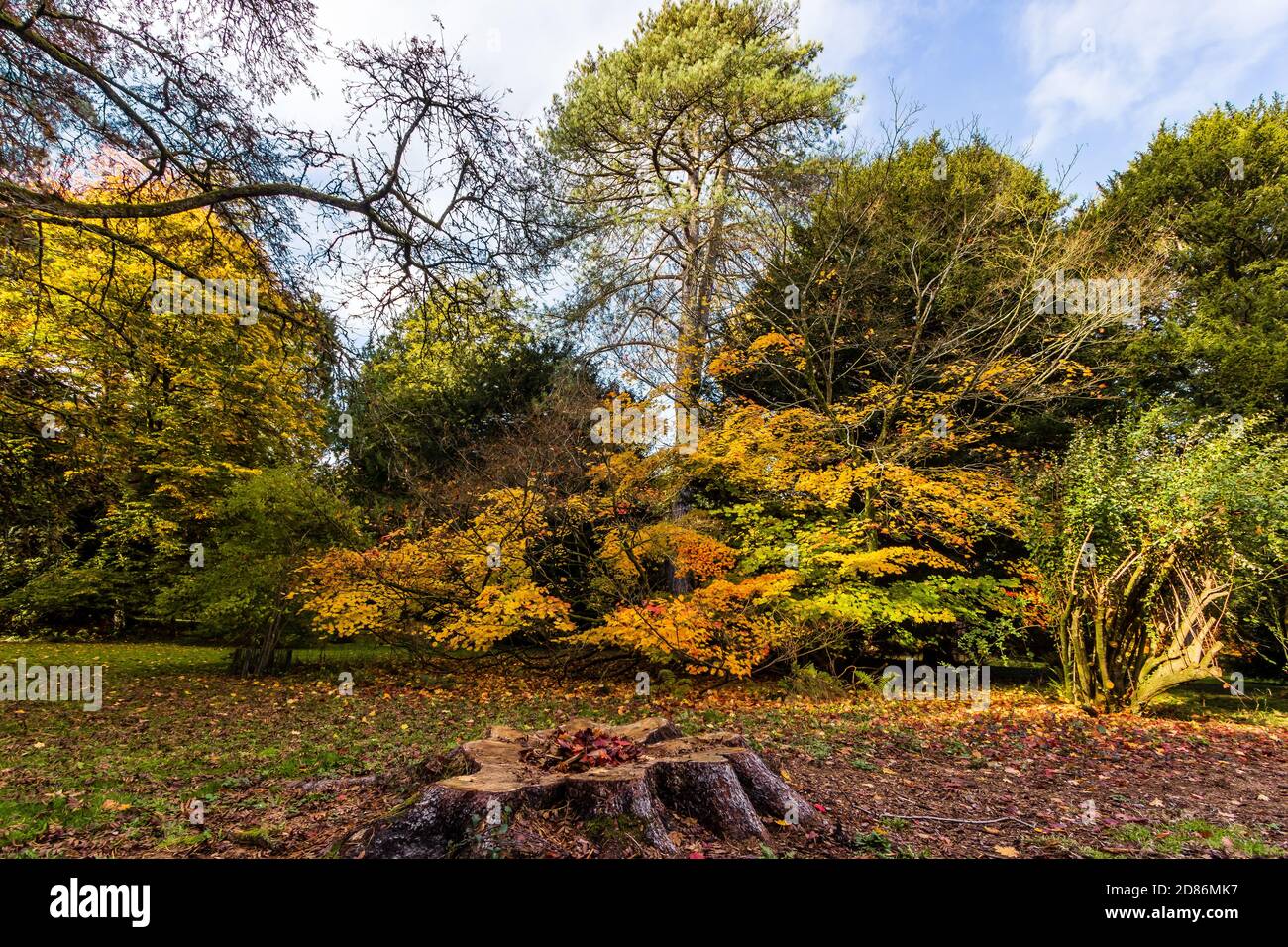English maple hi-res stock photography and images - Alamy
