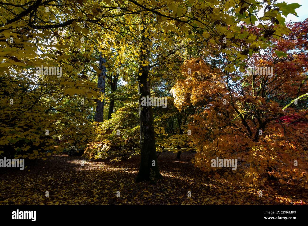 Beautiful, colorful Maple leaves and trees in the English countryside ...