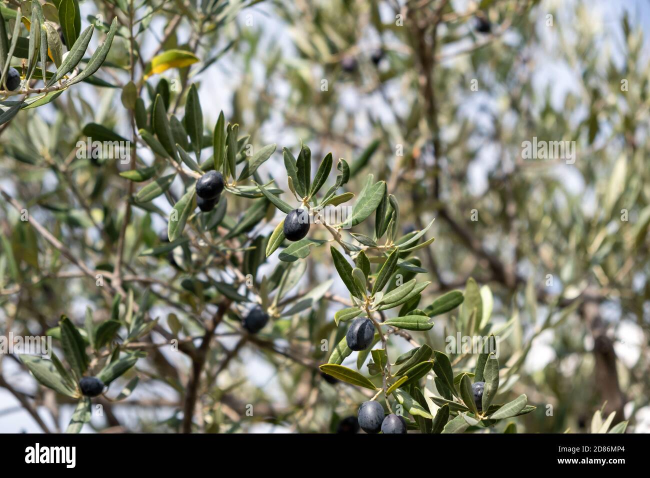 Olive tree branch, peace symbol, with black ripe olives background ...