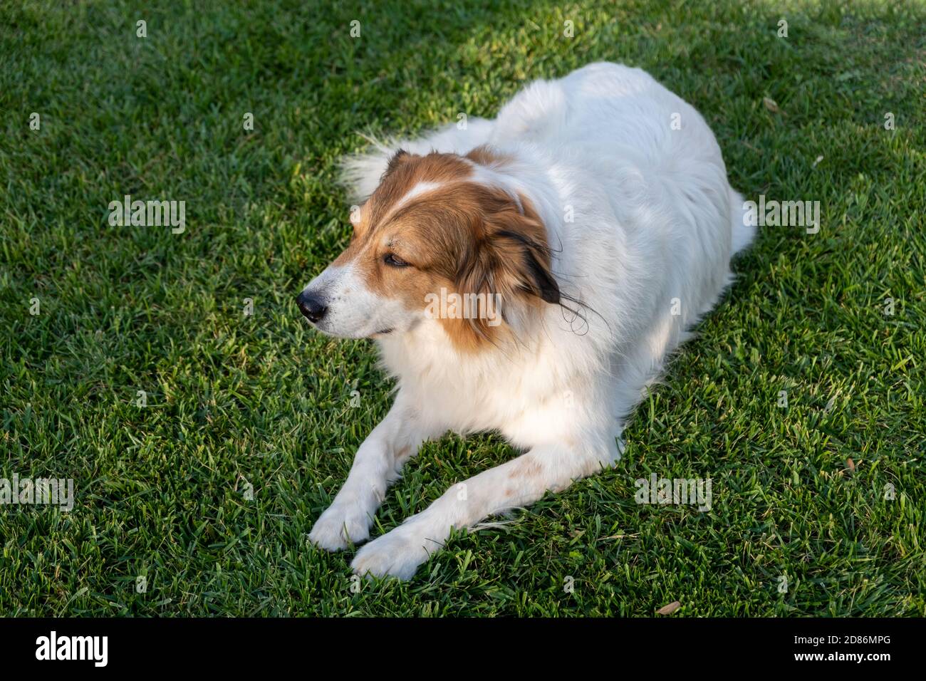 Greek shepherd dog white color with brown head laying on grass. Cute ...
