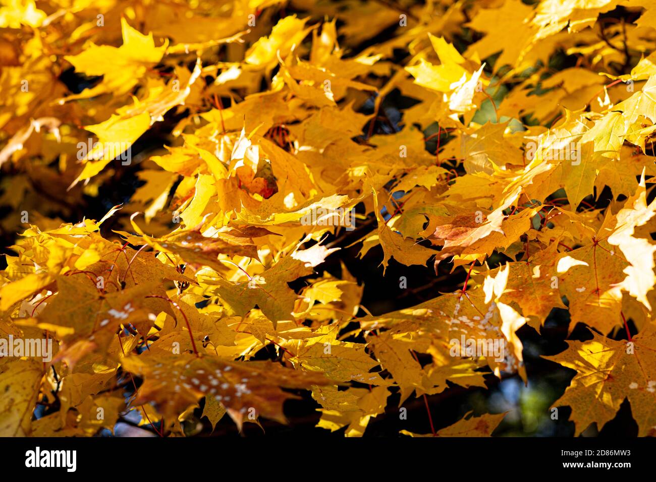 Autumn leaves at Thun in Switzerland Stock Photo - Alamy