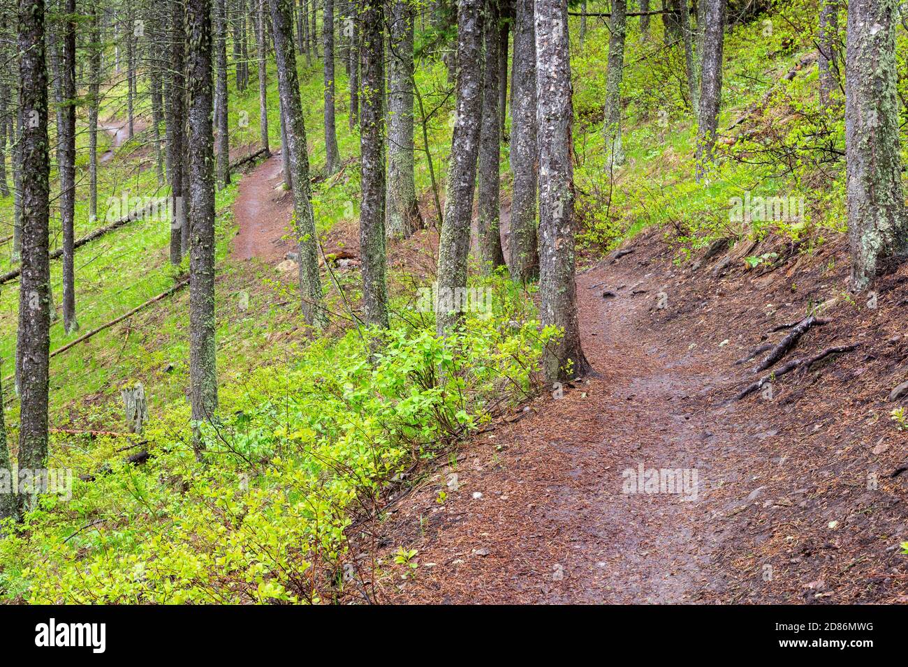 The Sink or Swim Trail weaving through an old forest on the side of ...