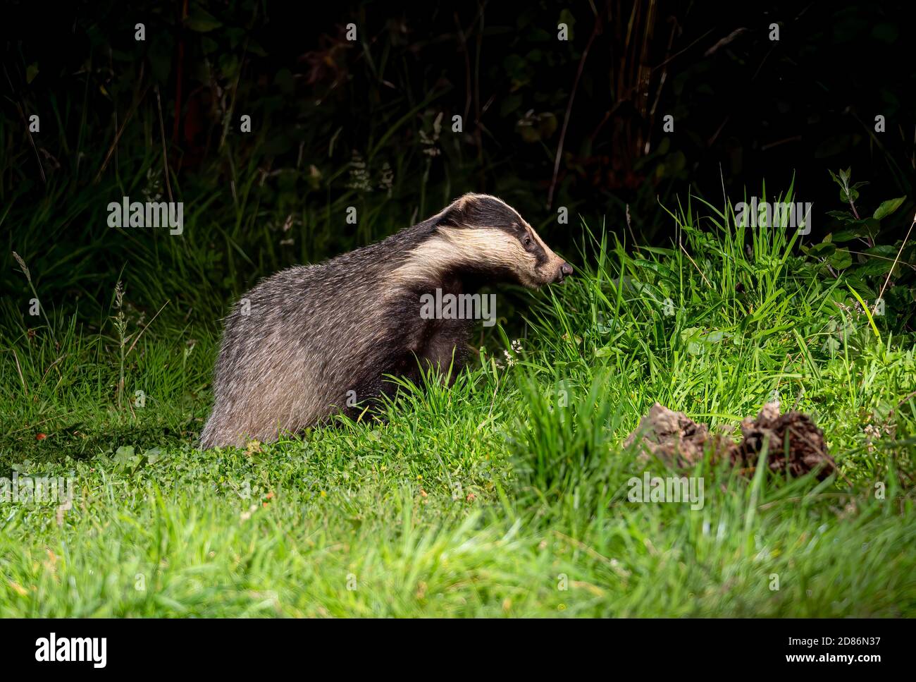 Badger feeding in the rain hi-res stock photography and images - Alamy