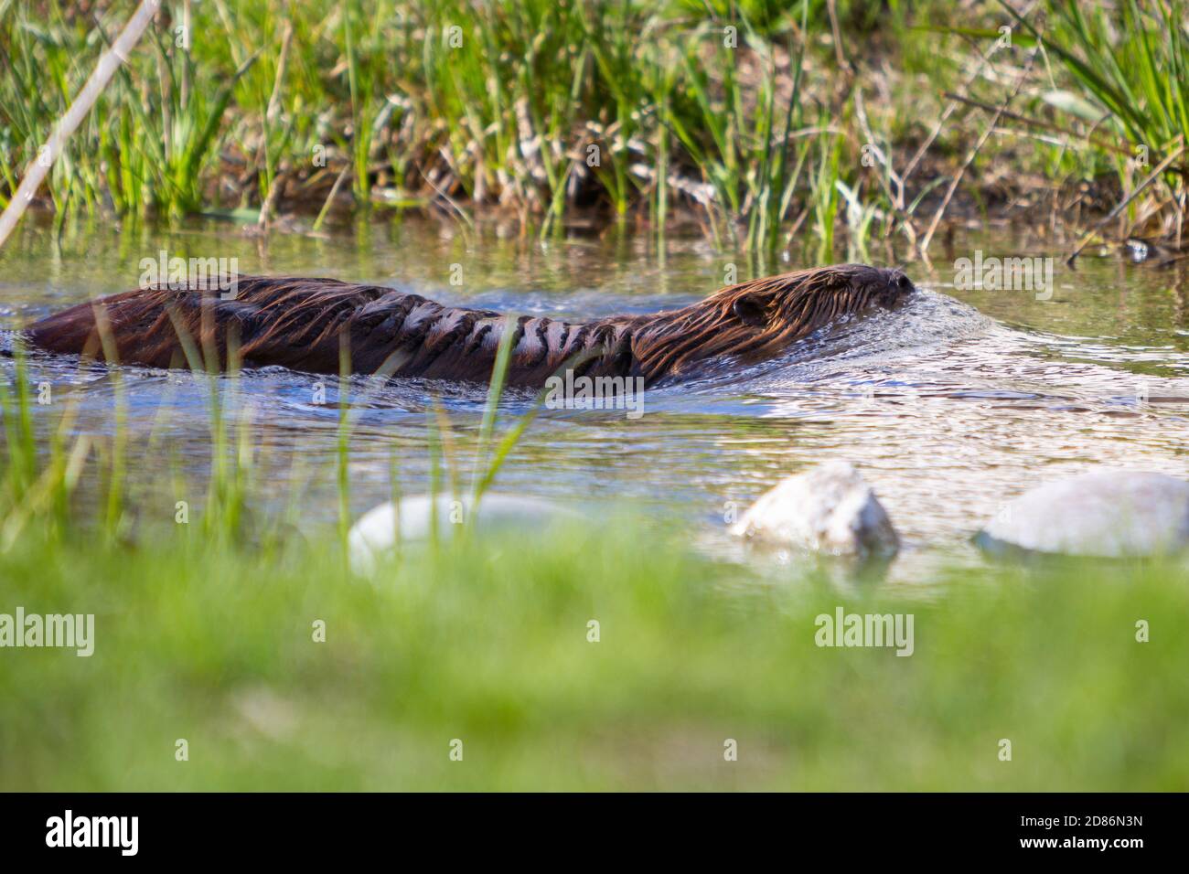A beaver swimming through a creek in R Park. Rendezvous Park, Wyoming ...