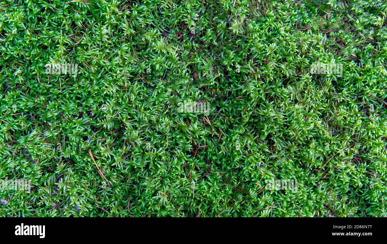 green natural moss in the forest Stock Photo - Alamy