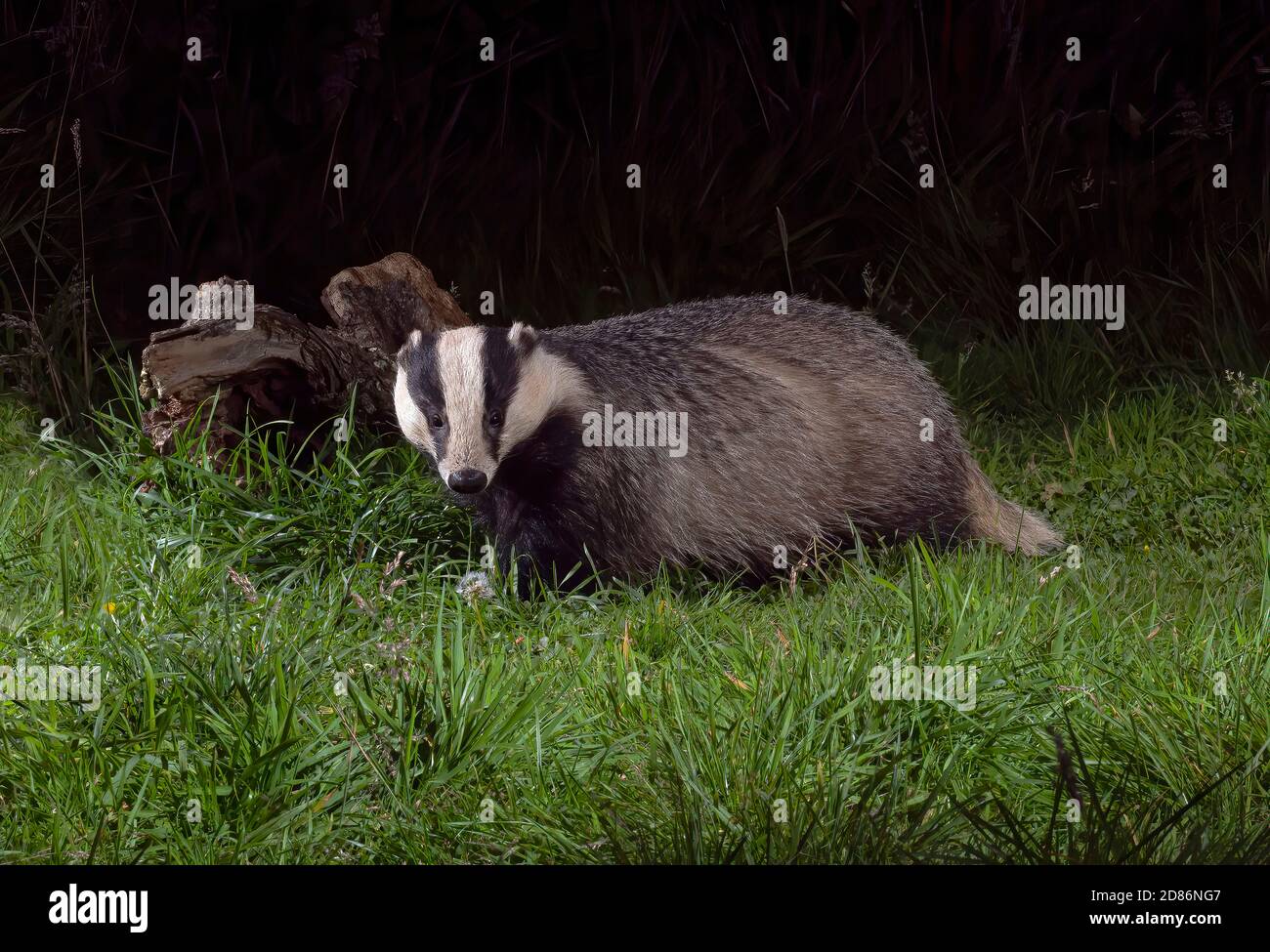 European Badger Foraging for ffom Stock Photo - Alamy