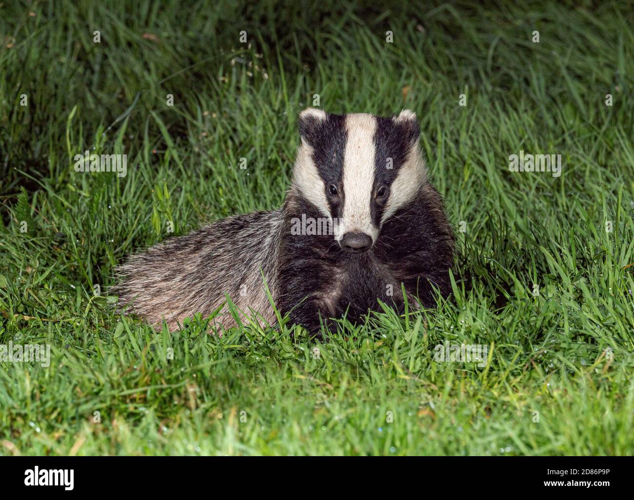 European Badger Foraging for ffom Stock Photo - Alamy