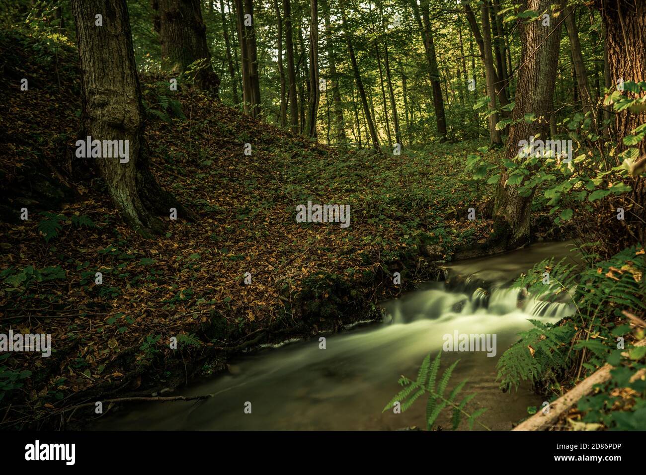 Long exposure magic forest hi-res stock photography and images - Alamy