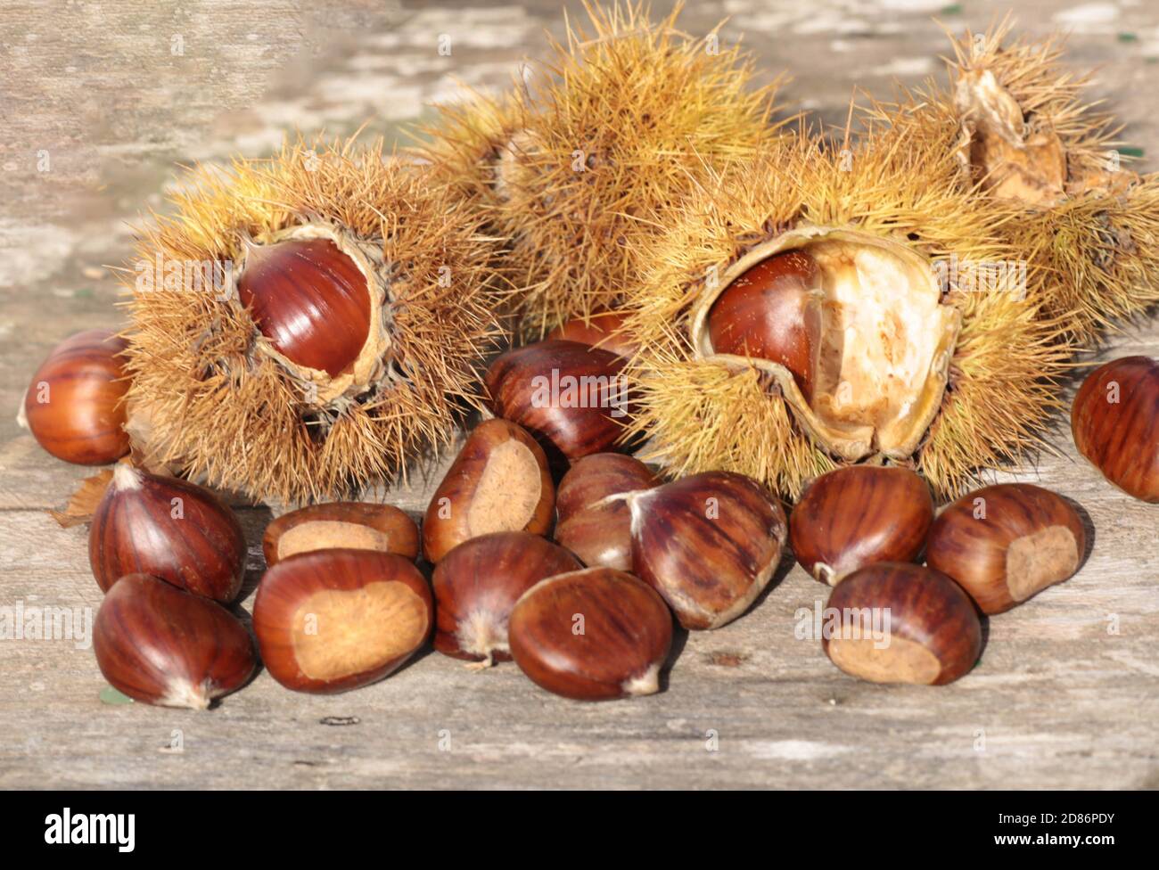 chestnuts and thorns shells leaf for autumn food background Stock Photo ...