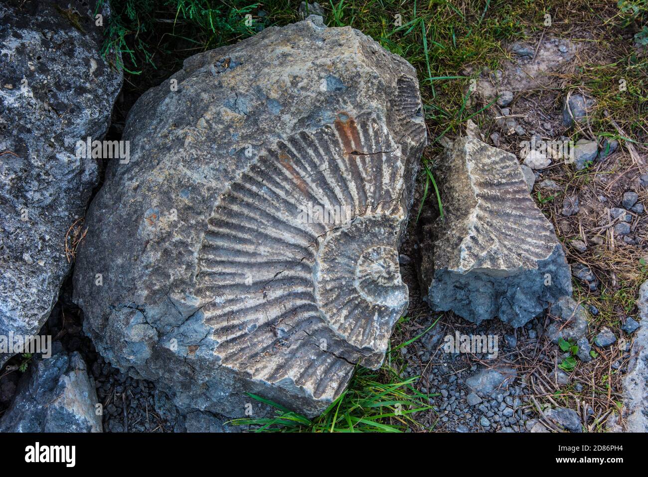 Prehistoric stone fossilized ammonite hi-res stock photography and ...