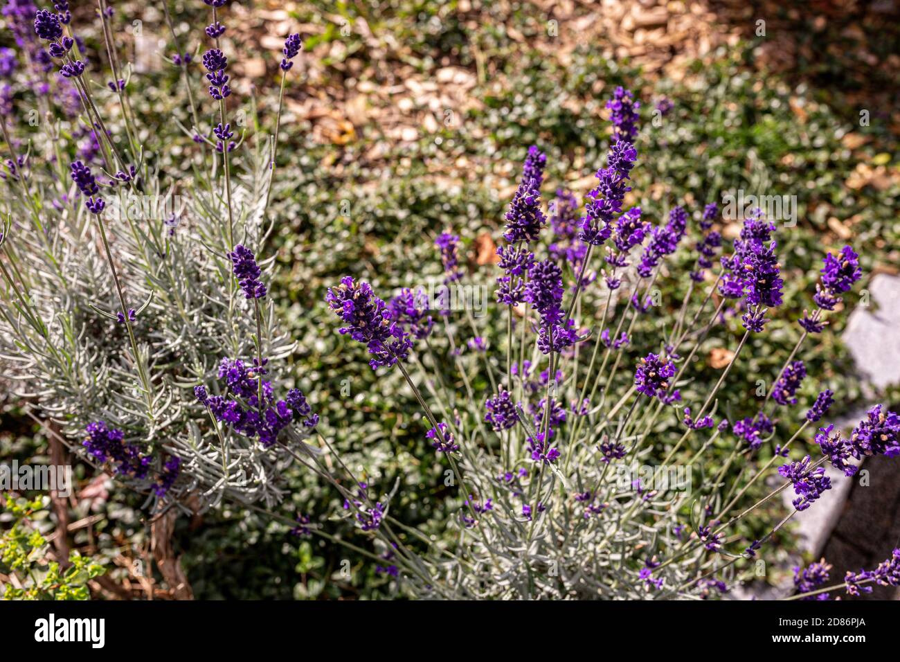 The smell of lavender hi-res stock photography and images - Alamy