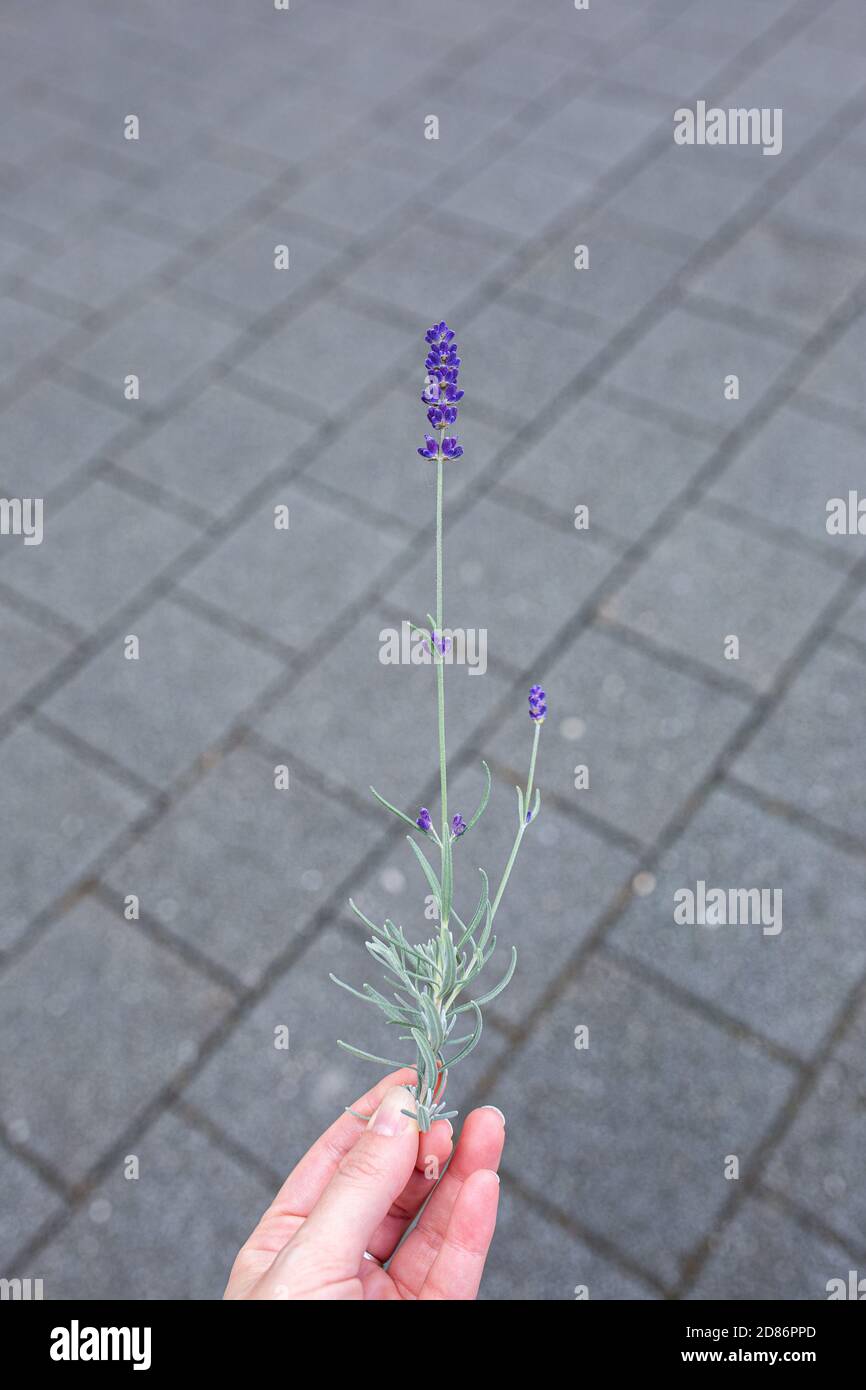 The smell of lavender hi-res stock photography and images - Alamy