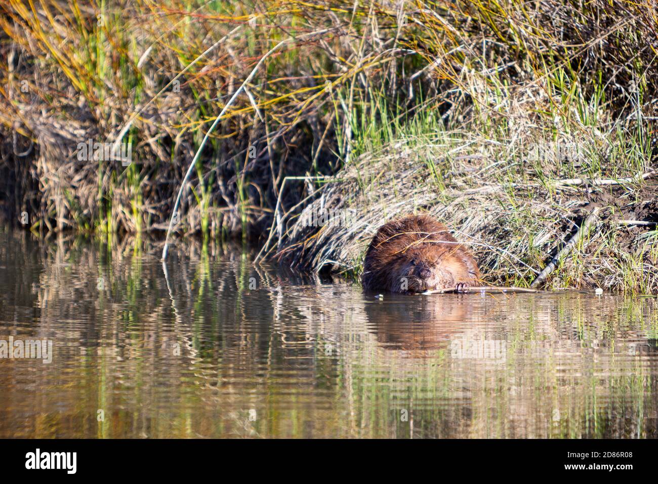 Buffalo fork hi-res stock photography and images - Alamy