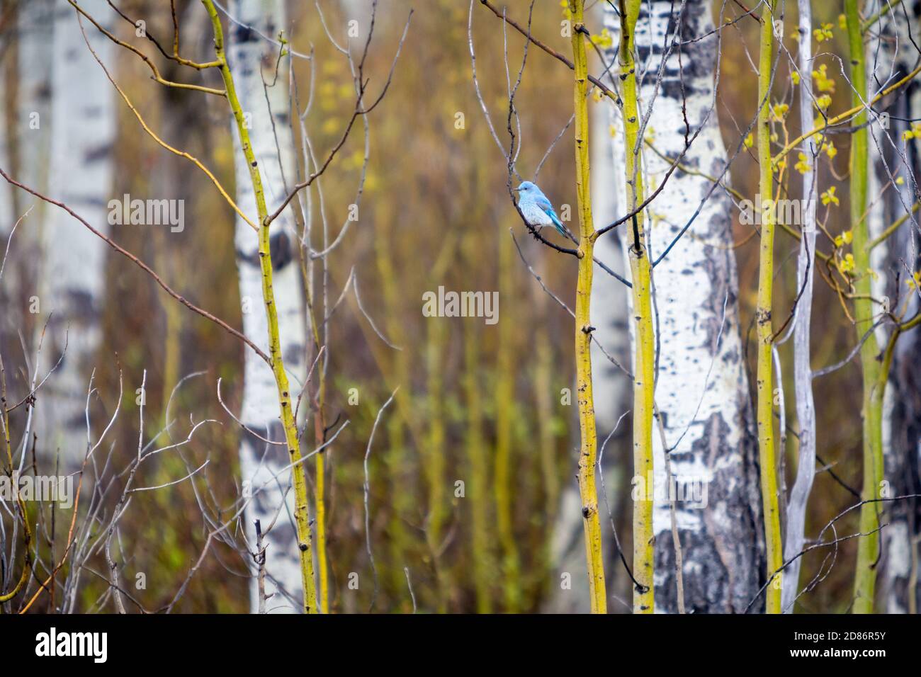 A rocky mountain bluebird perched on a small branch of an aspen tree ...