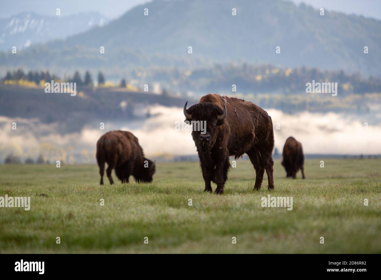 Bison Herd Wallpaper