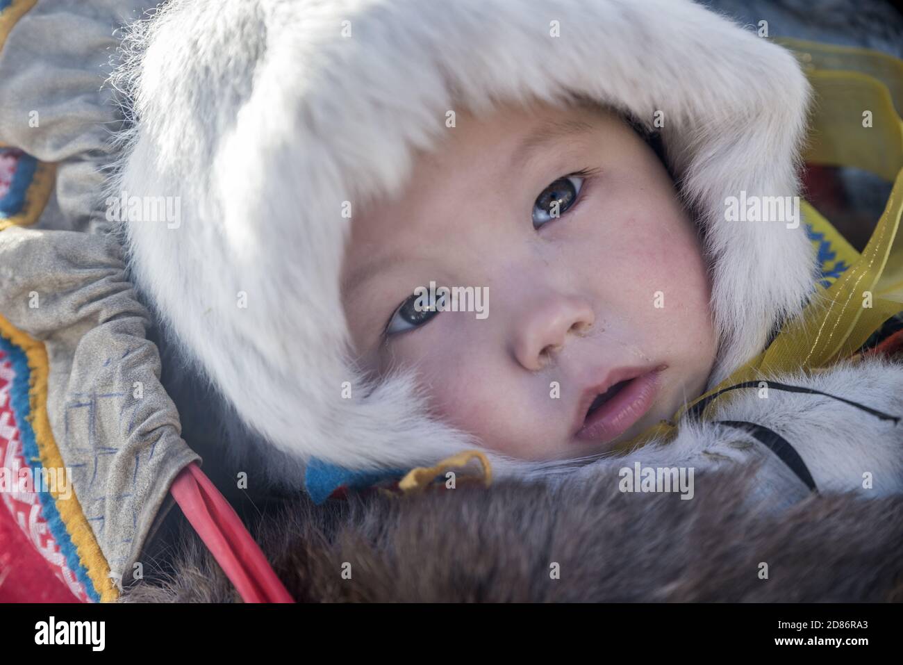 A small Nenet girl inside a traditional cradle during a migration ...