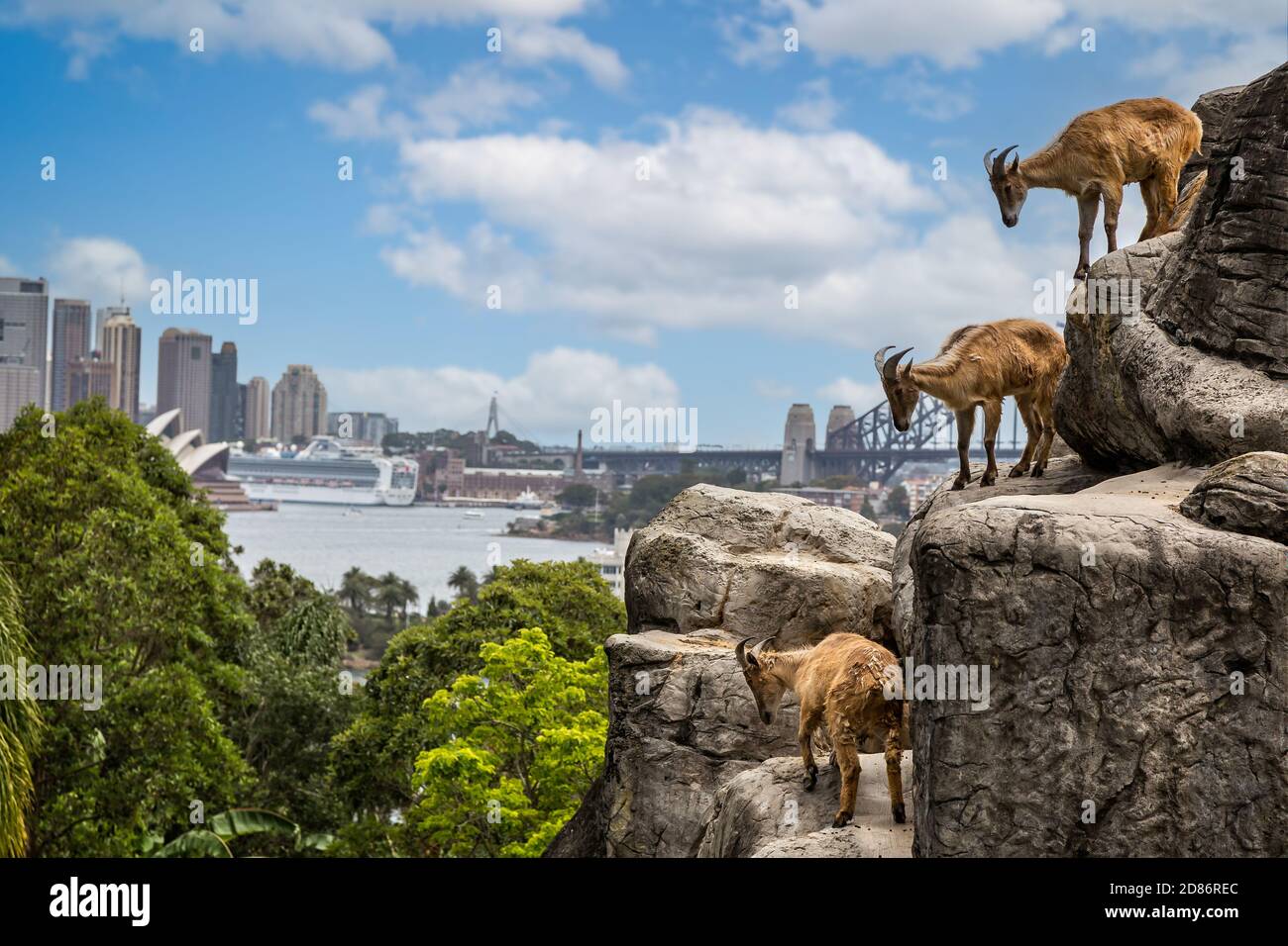 Three mountain goats with Sydney Opera House and Harbour Bridge taken ...