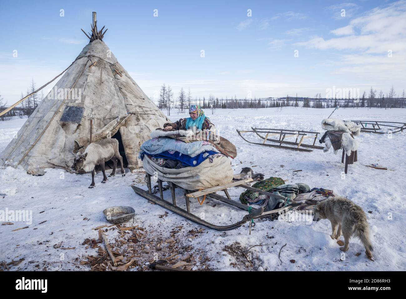 A Nenet woman loading goods on a wooden sled for a winter migration ...