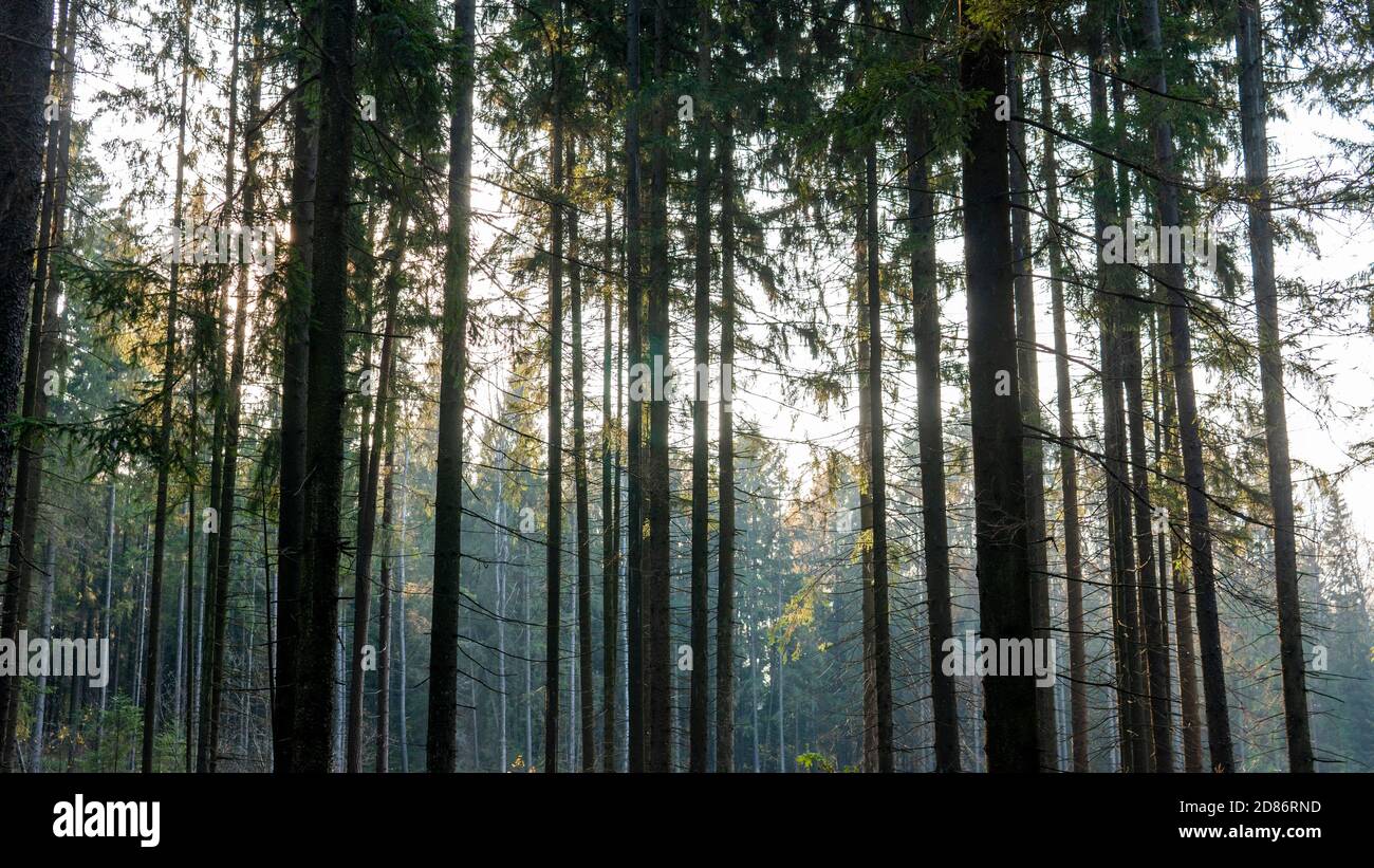 trees in the autumn forest in the warm rays of the sun Stock Photo - Alamy