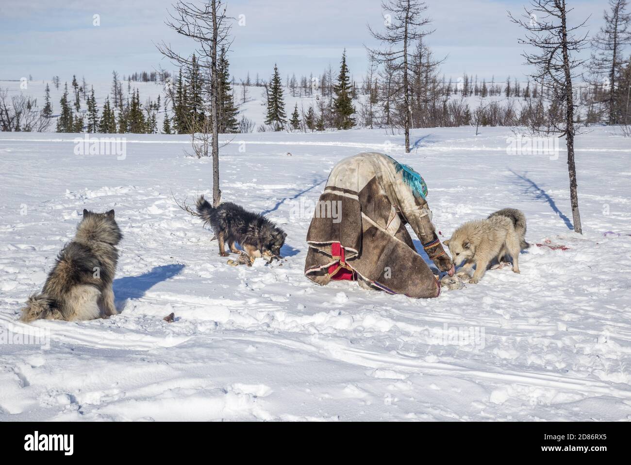 Nenet woman feeding her samoyed dogs in a snowy tundra, Yamalo-Nenets ...