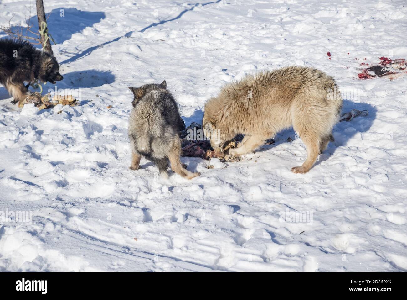 Dog nenets people hi-res stock photography and images - Alamy