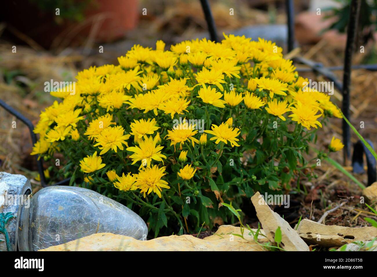 Pretty yellow flowers in a garden Stock Photo - Alamy