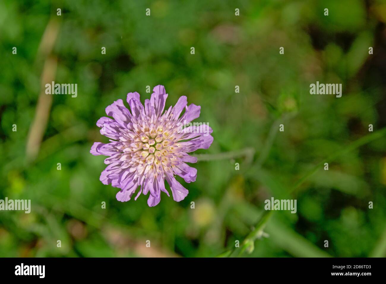 Scabies flower hi-res stock photography and images - Alamy