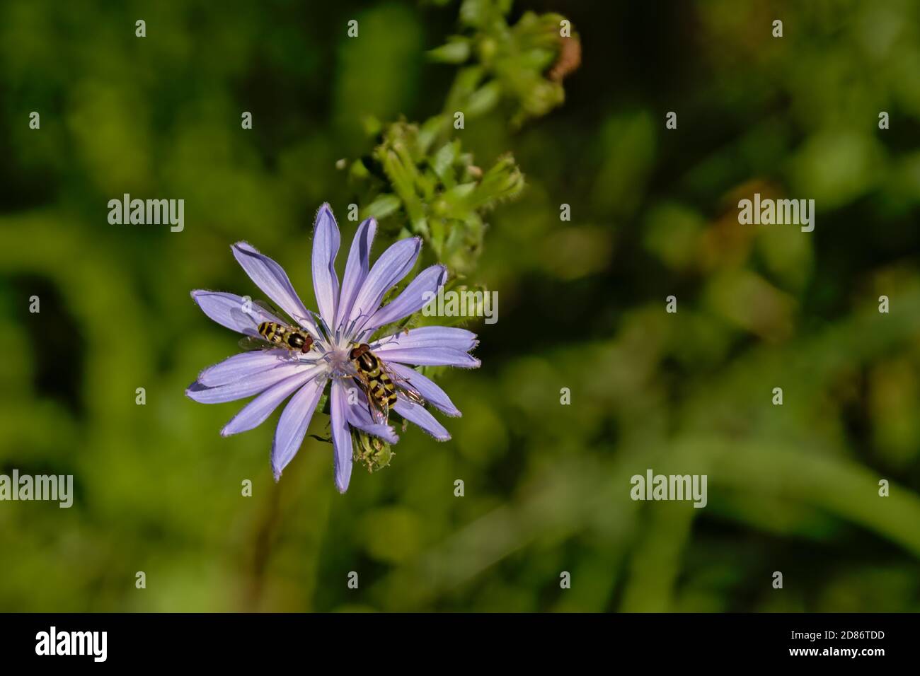 Bright purple chicory flower with two wasps in a green meadow Stock ...
