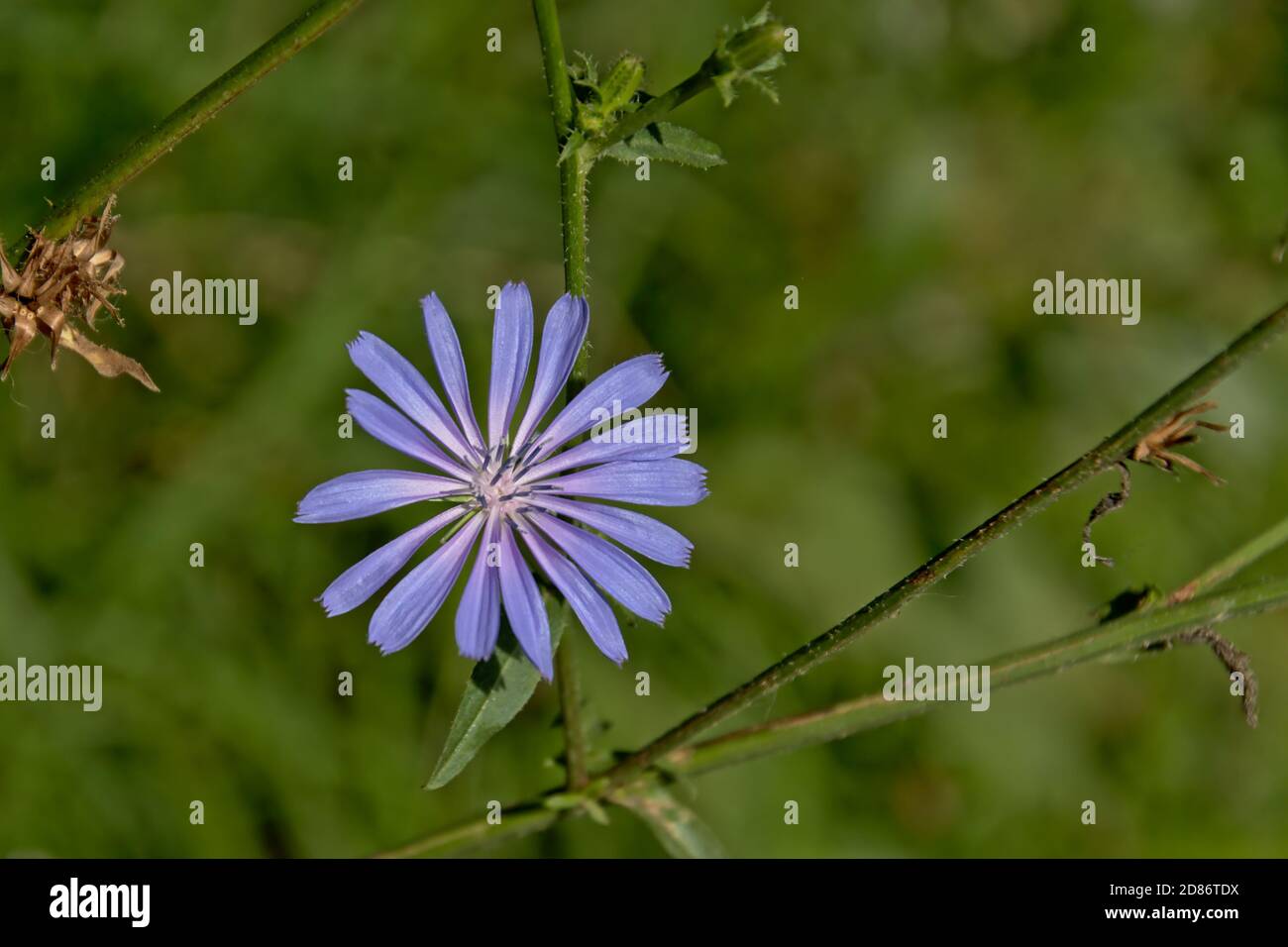 Lelaf hi-res stock photography and images - Alamy