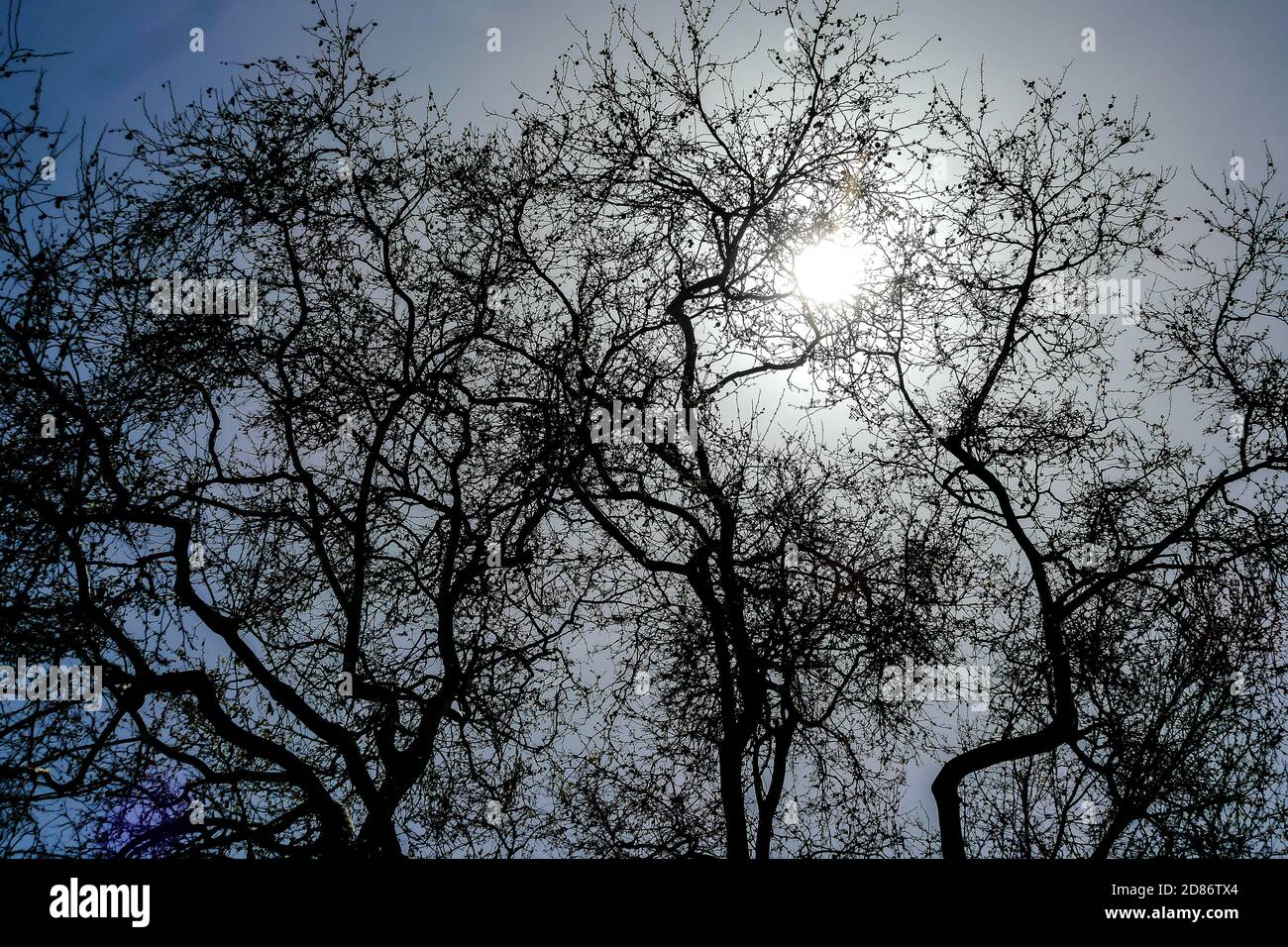 tree in winter, in Lisbon Capital City of Portugal Stock Photo - Alamy