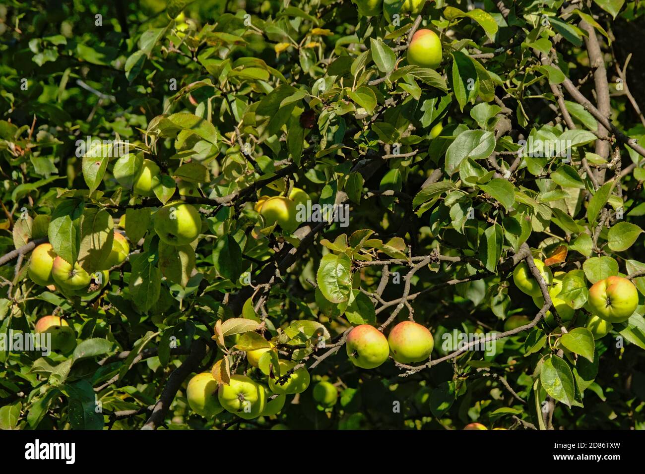 Green and red apples in a tree background, full frame Stock Photo - Alamy