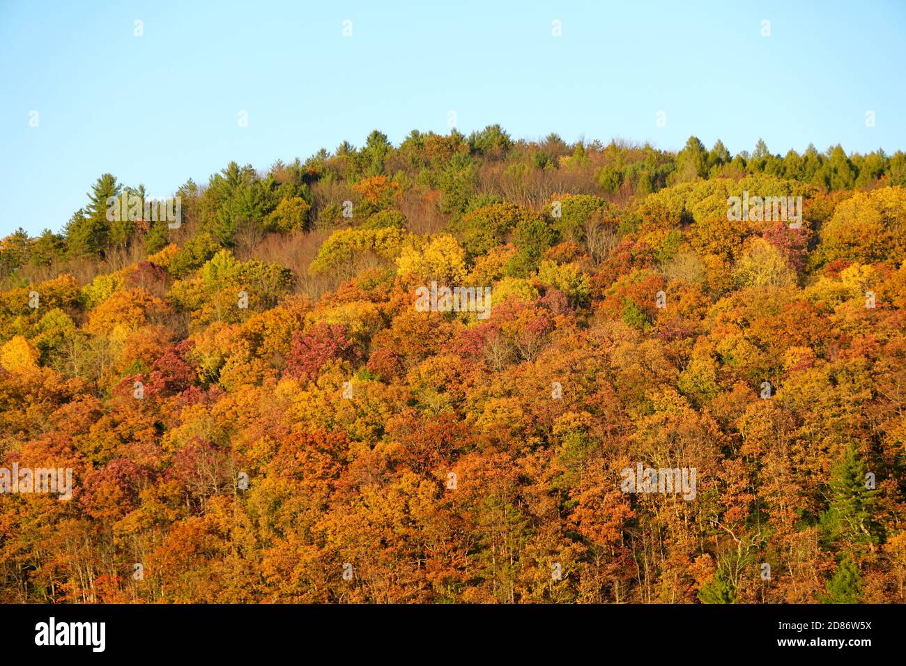 Striking colors of fall foliage near Grand Canyon of Pennsylvania, U.S ...