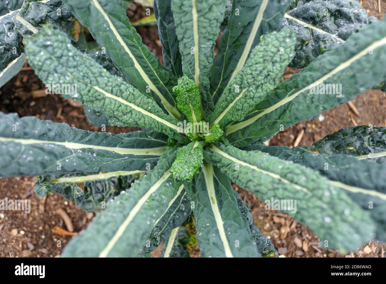 Black magic kale hi-res stock photography and images - Alamy