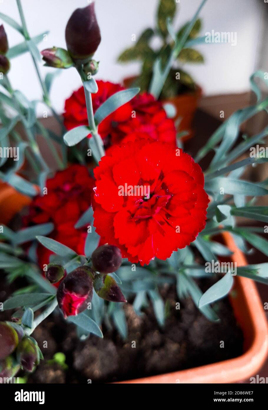 beautiful red carnation blooming in pots. many carnation buds Stock ...