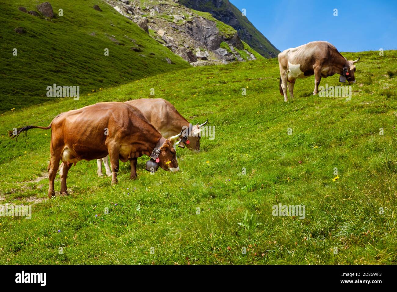 Domestic cattle cowbell europe hi-res stock photography and images - Alamy