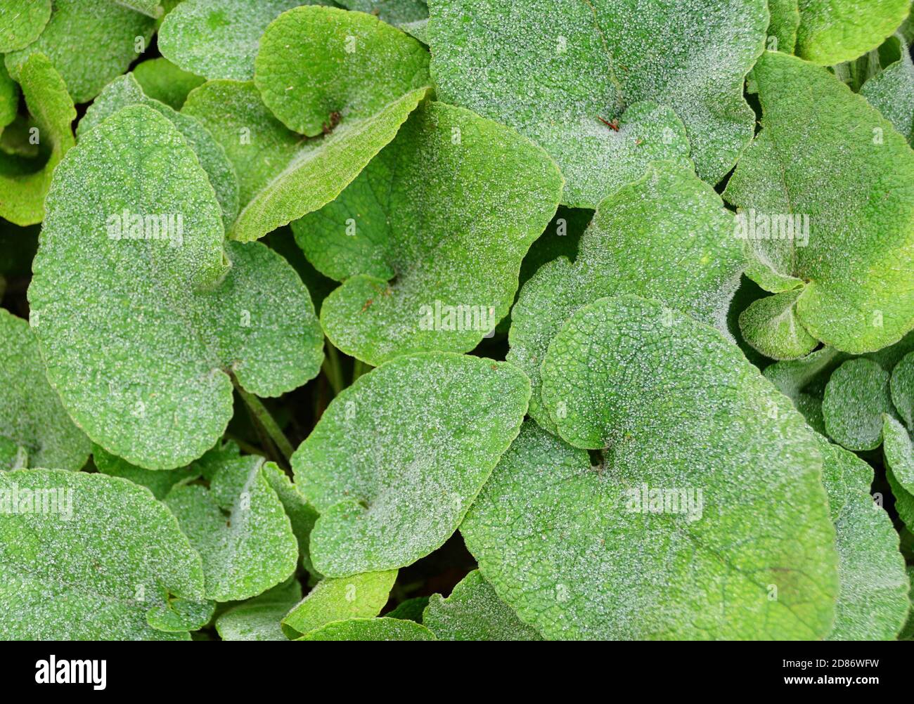 Soft and green leaves hi-res stock photography and images - Alamy