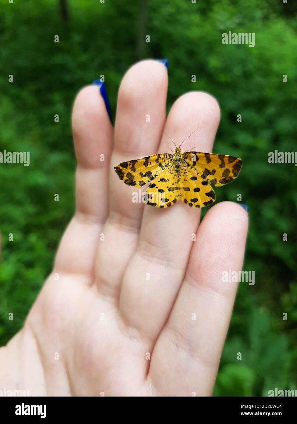 Butterfly on fingers hi-res stock photography and images - Alamy