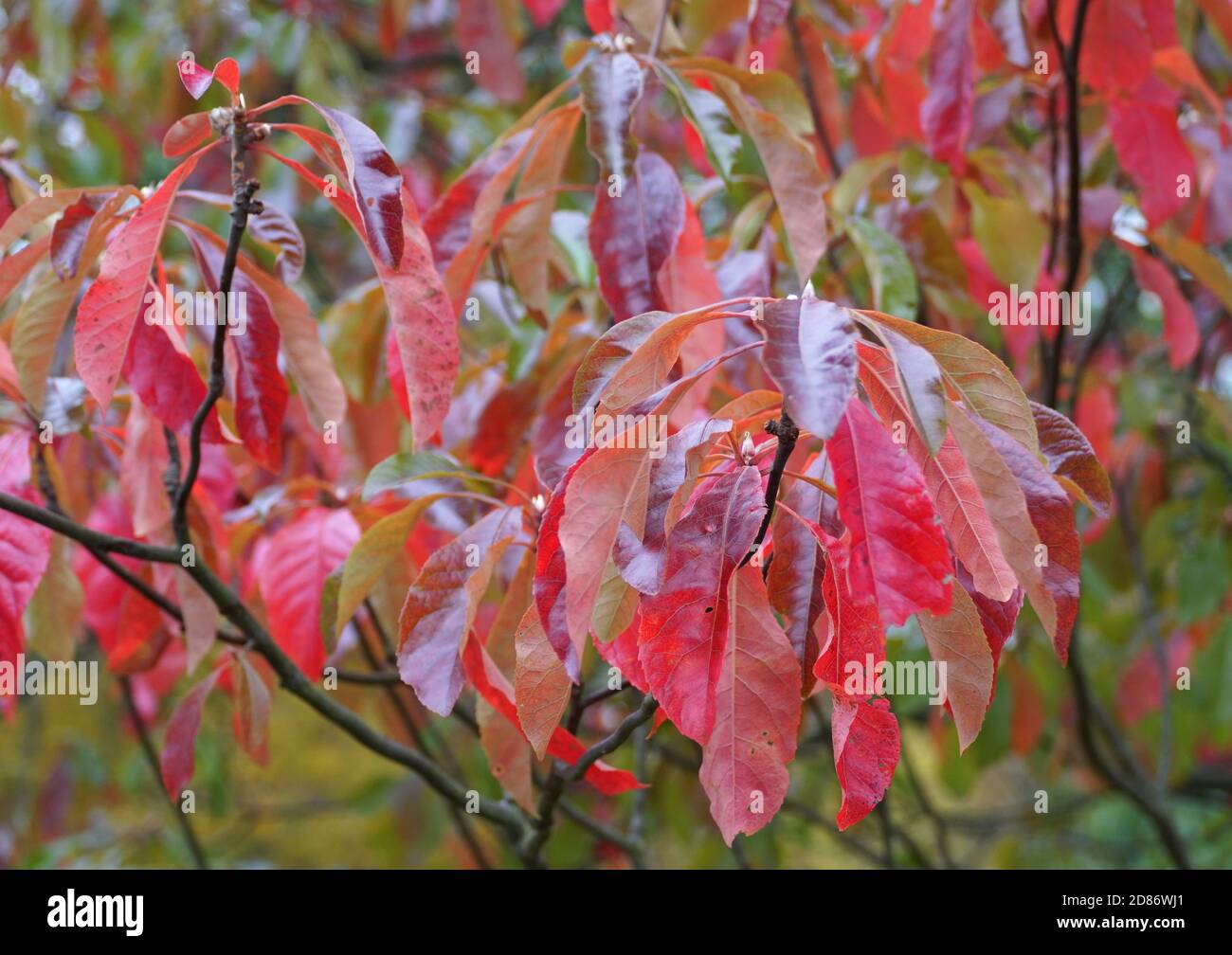 Red leaves of Franklinia tree changing colors in the Fall Stock Photo ...