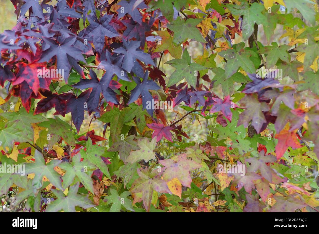 Variety leaves of maples tree changing colors in the Fall Stock Photo ...