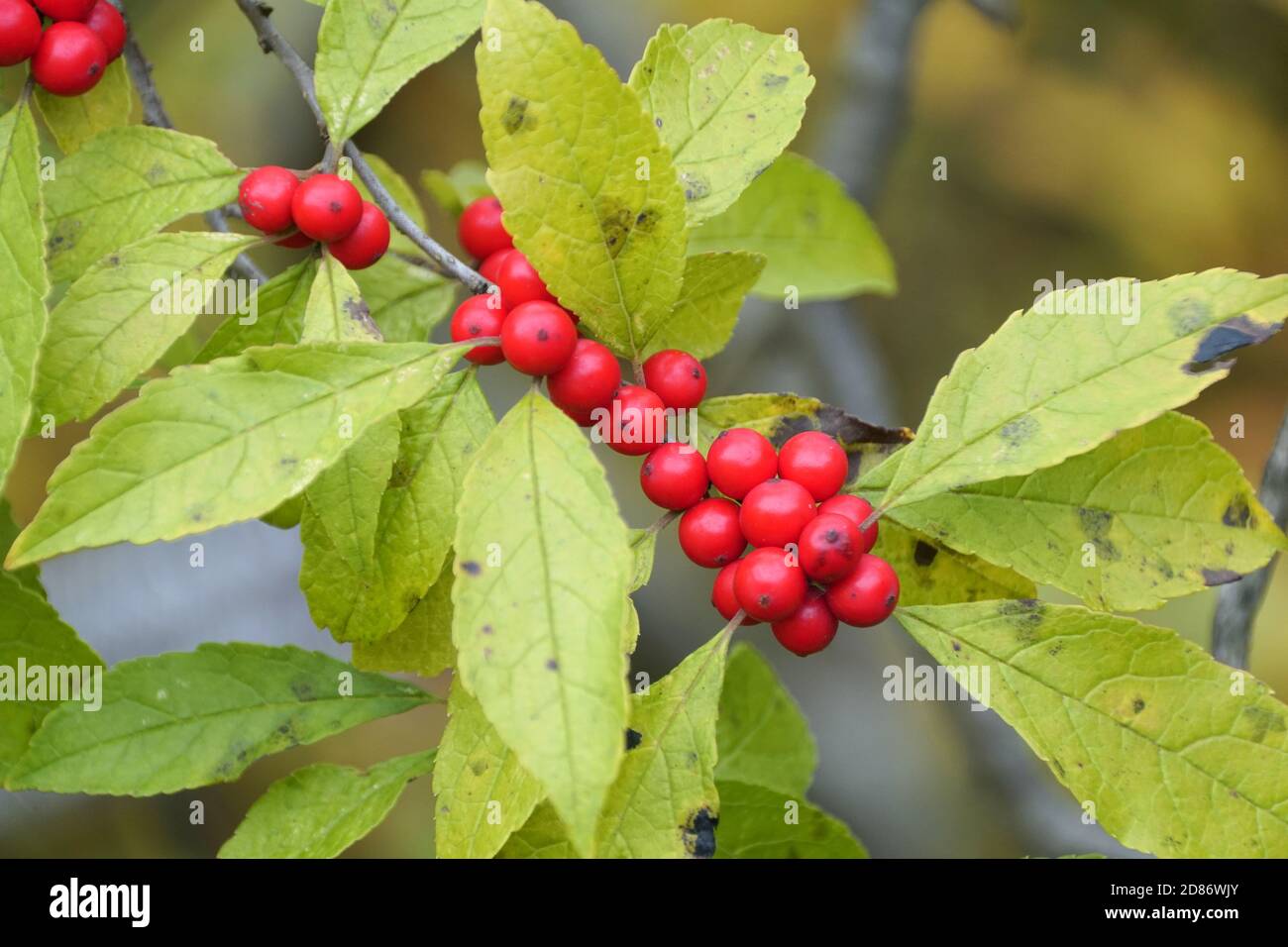 Close up of Red Winterberry Holly on the tree Stock Photo - Alamy
