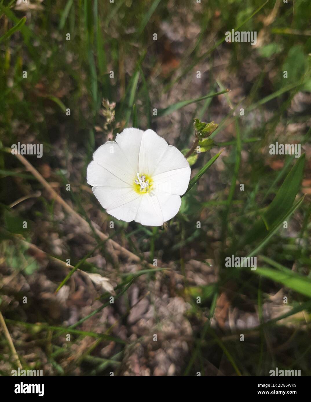 Convolvulus cneorum silverbush hi-res stock photography and images - Alamy