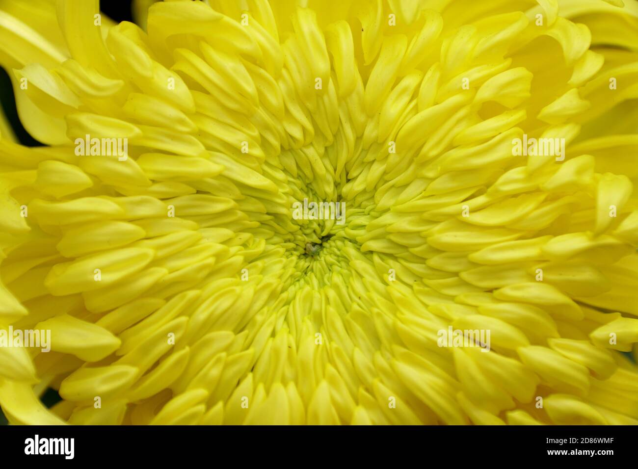 Football chrysanthemum hi-res stock photography and images - Alamy