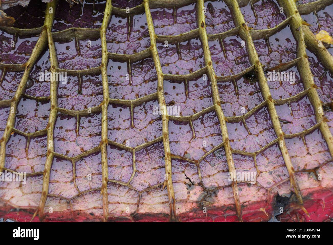 Water platter hi-res stock photography and images - Alamy