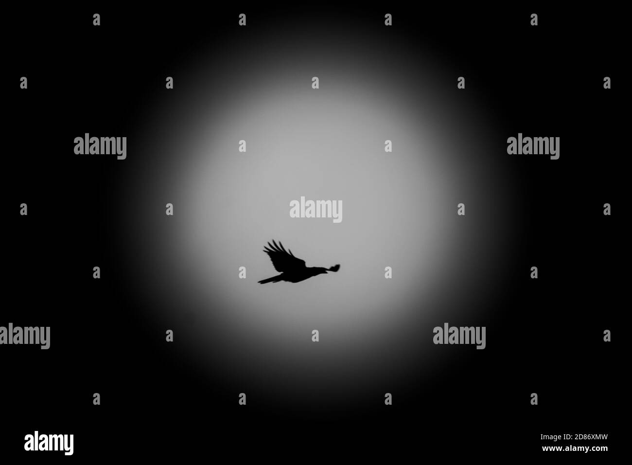 Gray crow in flight. Shooting against the light. Silhouette effect on ...