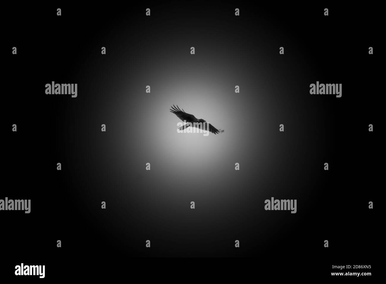 Gray crow in flight. Shooting against the light. Silhouette effect on ...