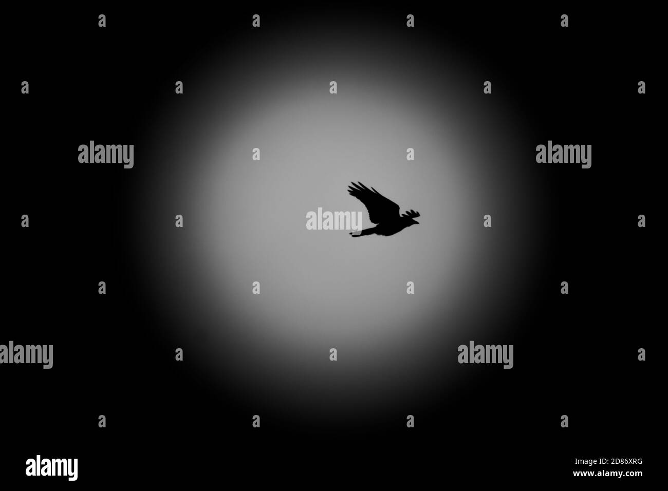 Gray crow in flight. Shooting against the light. Silhouette effect on ...
